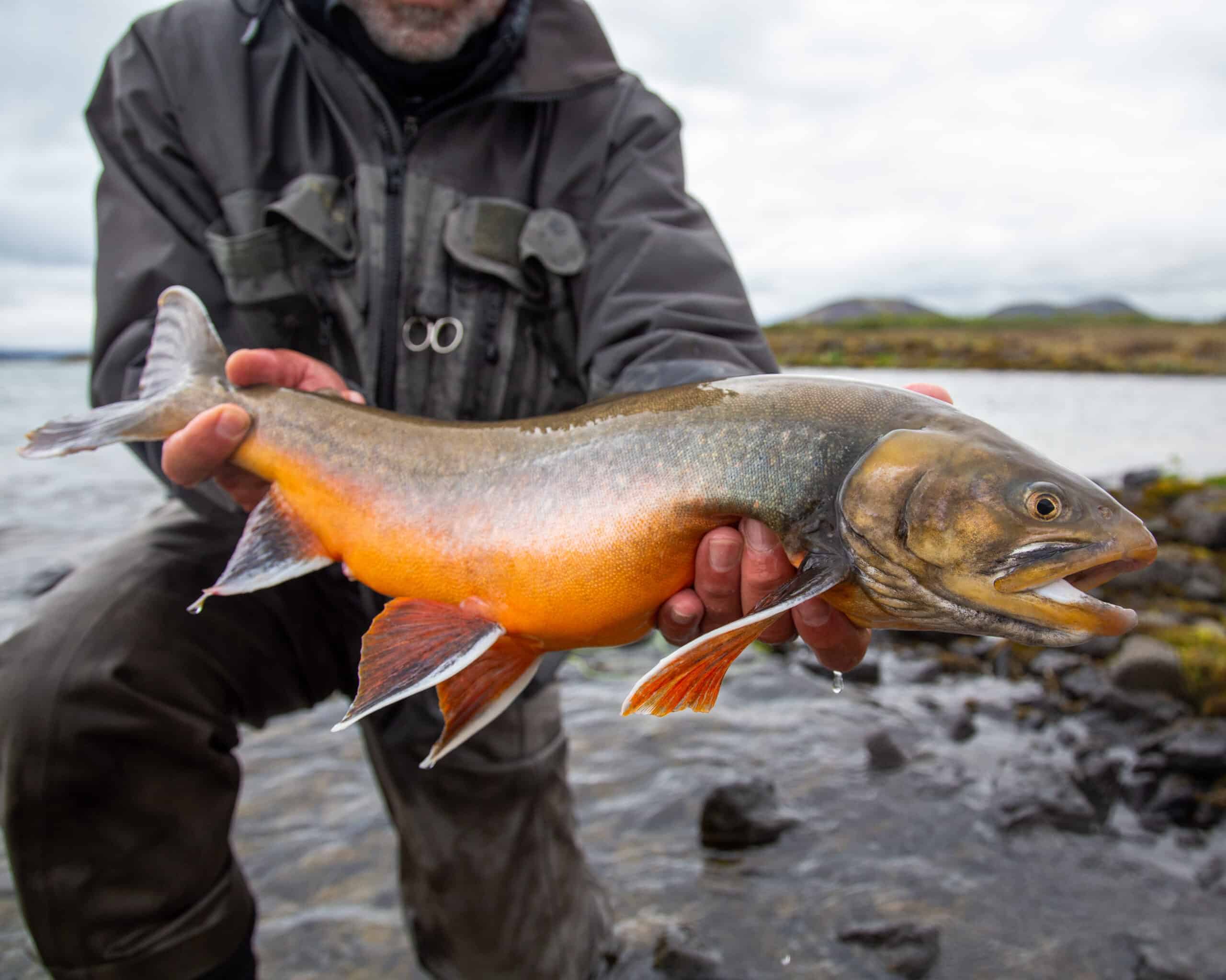 Kaldárhöfði 1.maí 2025 - Fish Partner